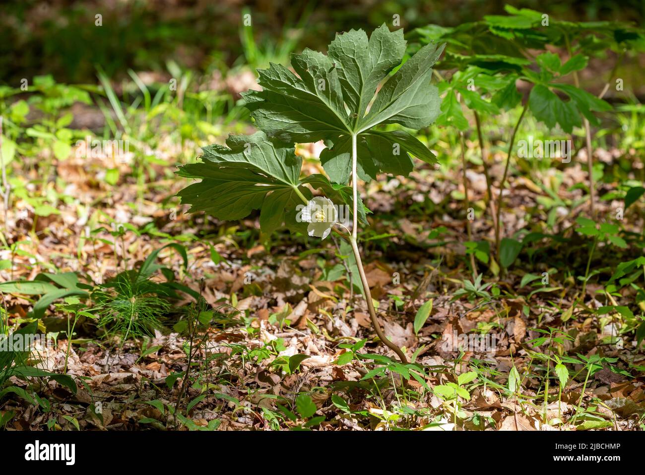 Mayapple (Podophyllum peltatum) Mayapples are native plants that grow ...
