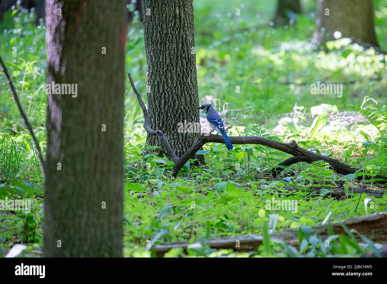 Canada jay nest hi-res stock photography and images - Alamy