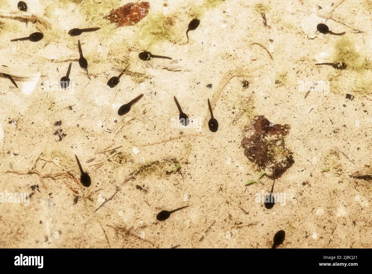 Swarm of tadpoles close up inside the water Stock Photo - Alamy