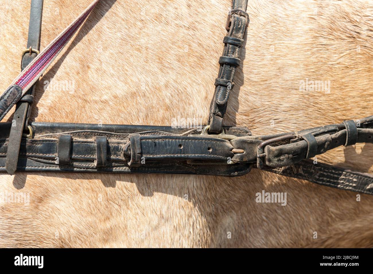 Close up of horse drawn carriage tack Stock Photo - Alamy