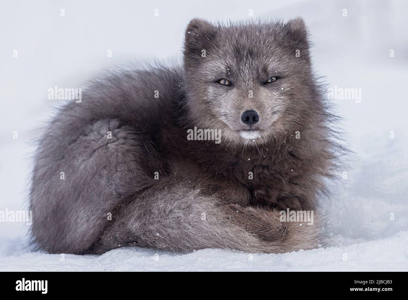Arctic Fox enjoying the snow in Hornstrandir Nature Reserve, Iceland Stock Photo - Alamy
