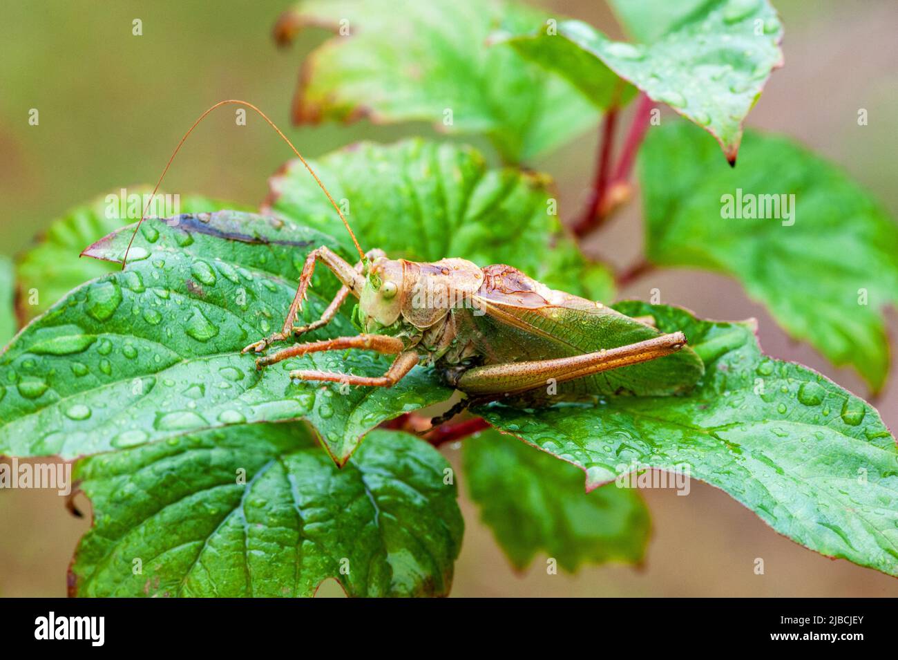 Locust. Grass Hopper. A differential grasshopper hanging out in a ...