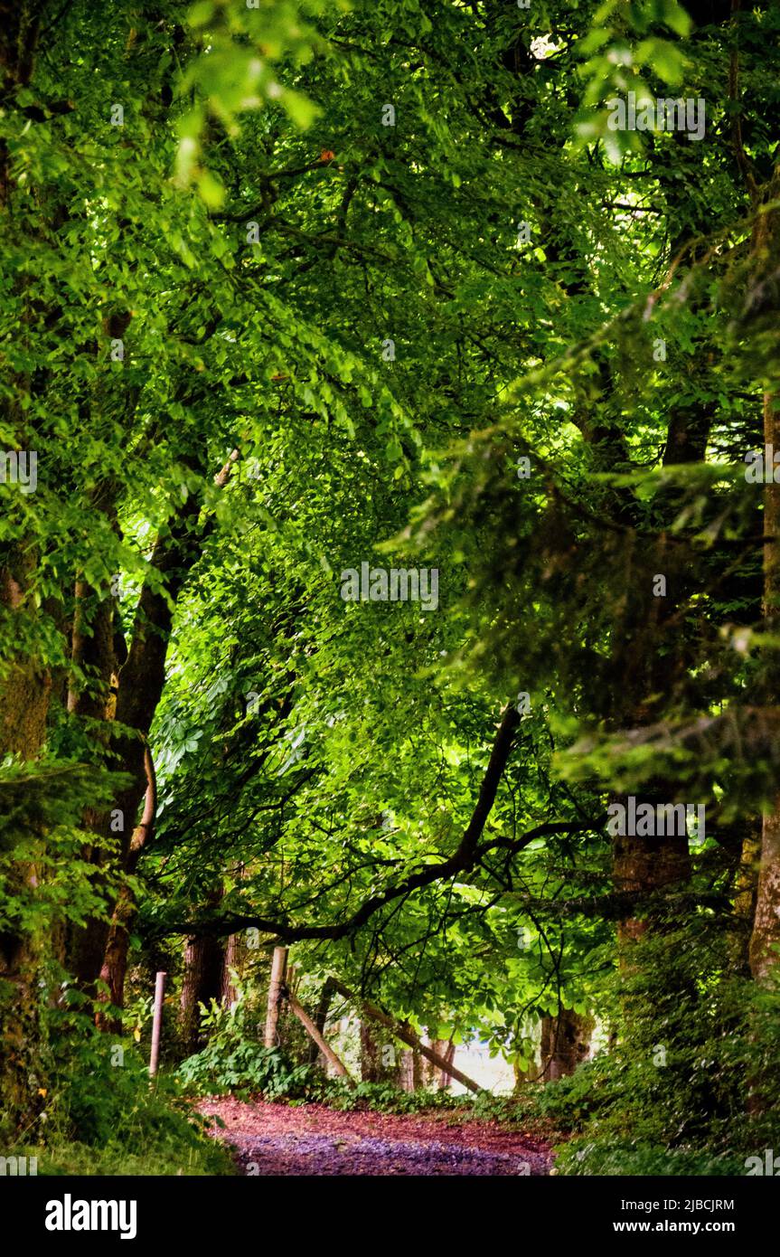 Old growth forest in County Cavan, Ireland Stock Photo - Alamy
