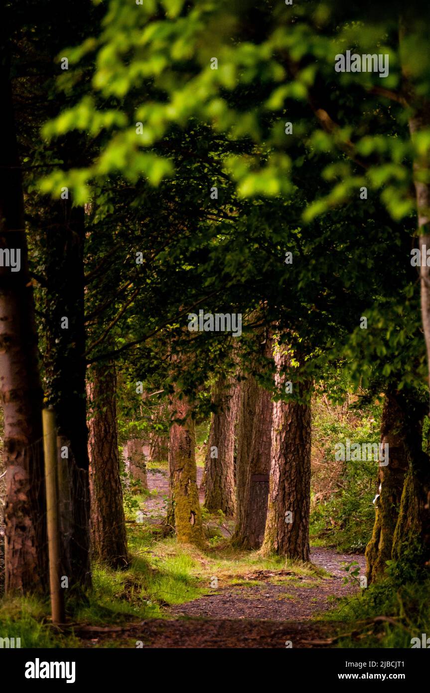Ireland walking path paths hi-res stock photography and images - Alamy