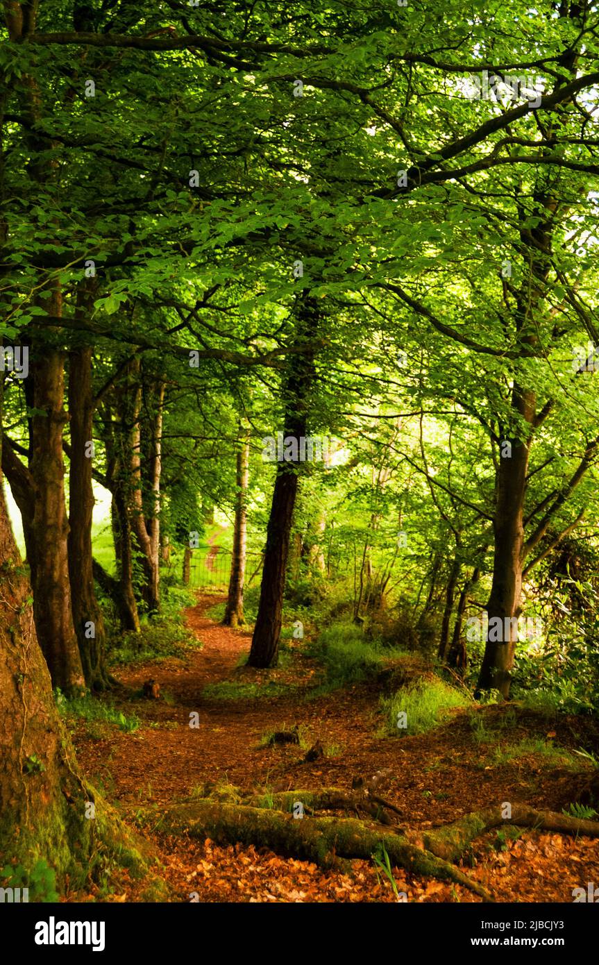 Old growth forest in County Cavan, Ireland Stock Photo - Alamy