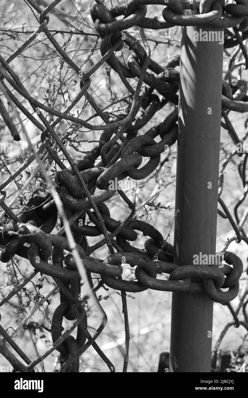 Heavy duty chain on a locked chain link fence in black and white Stock ...