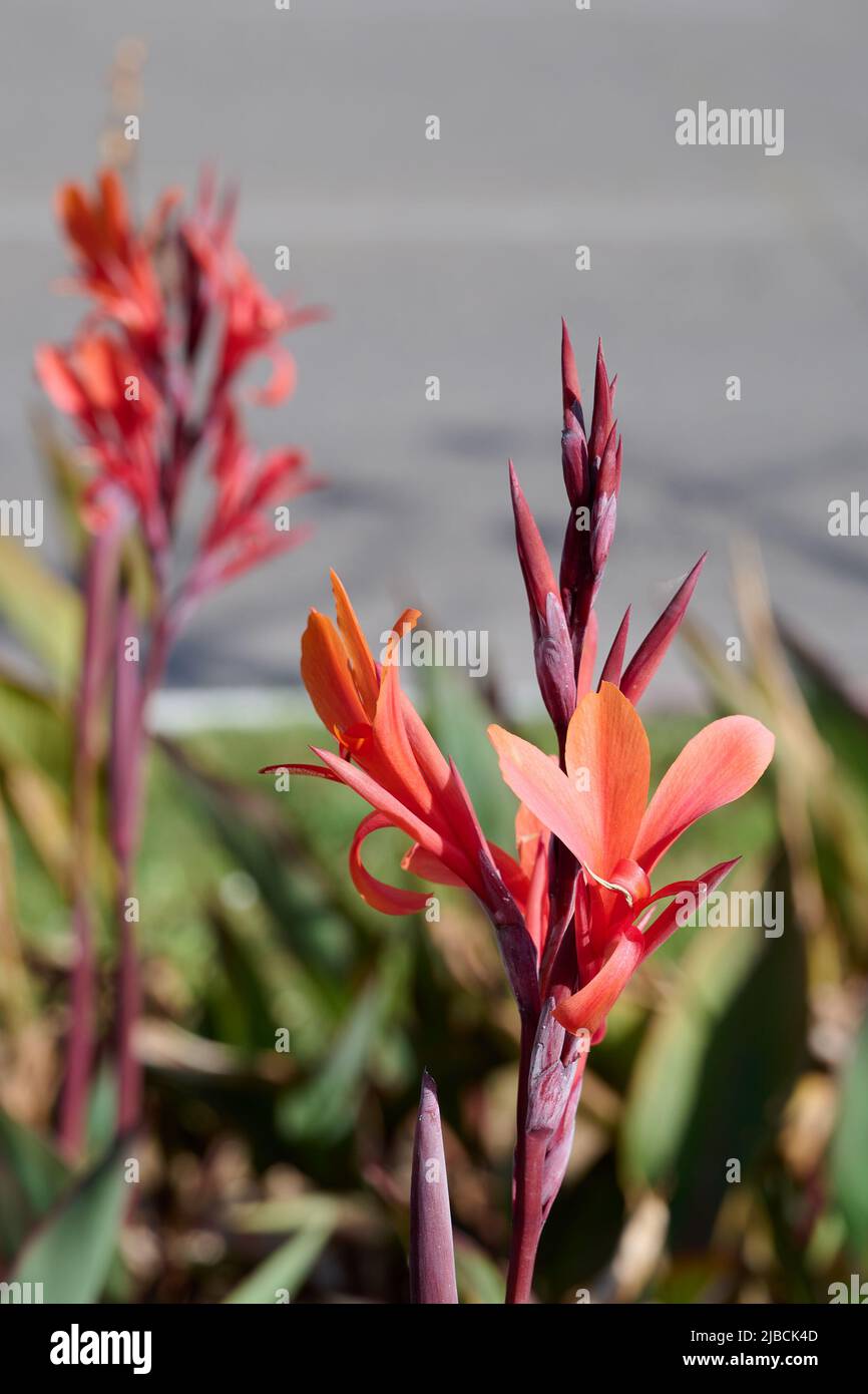 Canna or canna lily is the only genus of flowering plants in the family ...