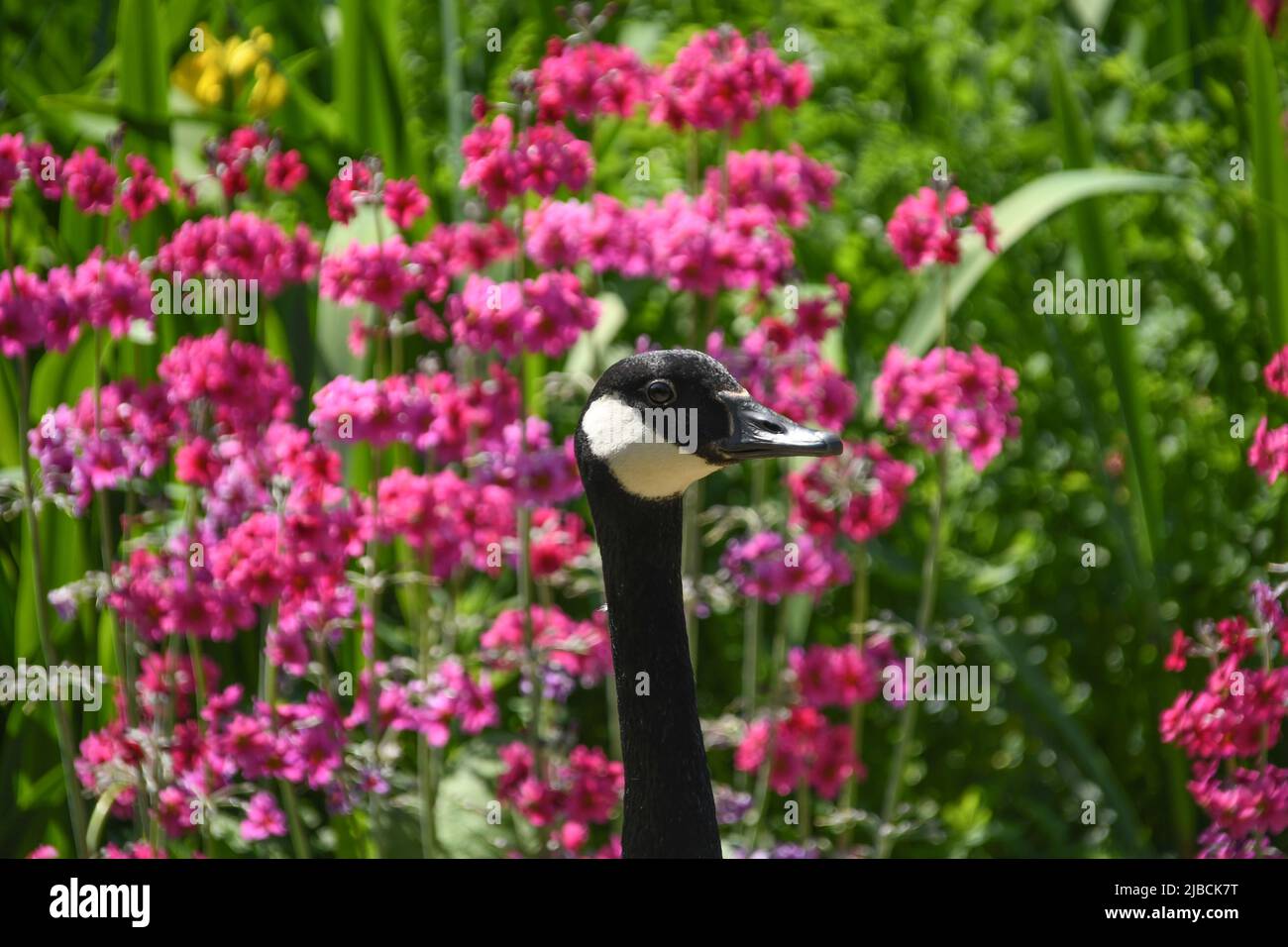 Goose head set against a backdrop of purple primula flowers Stock Photo ...