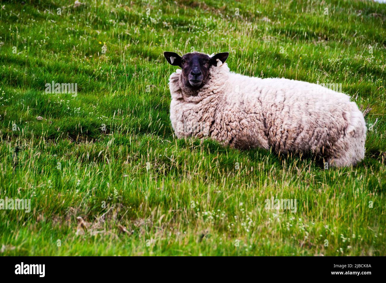 Irish ram near Loughcrew in the hills of Slieve na Calliagh in County ...