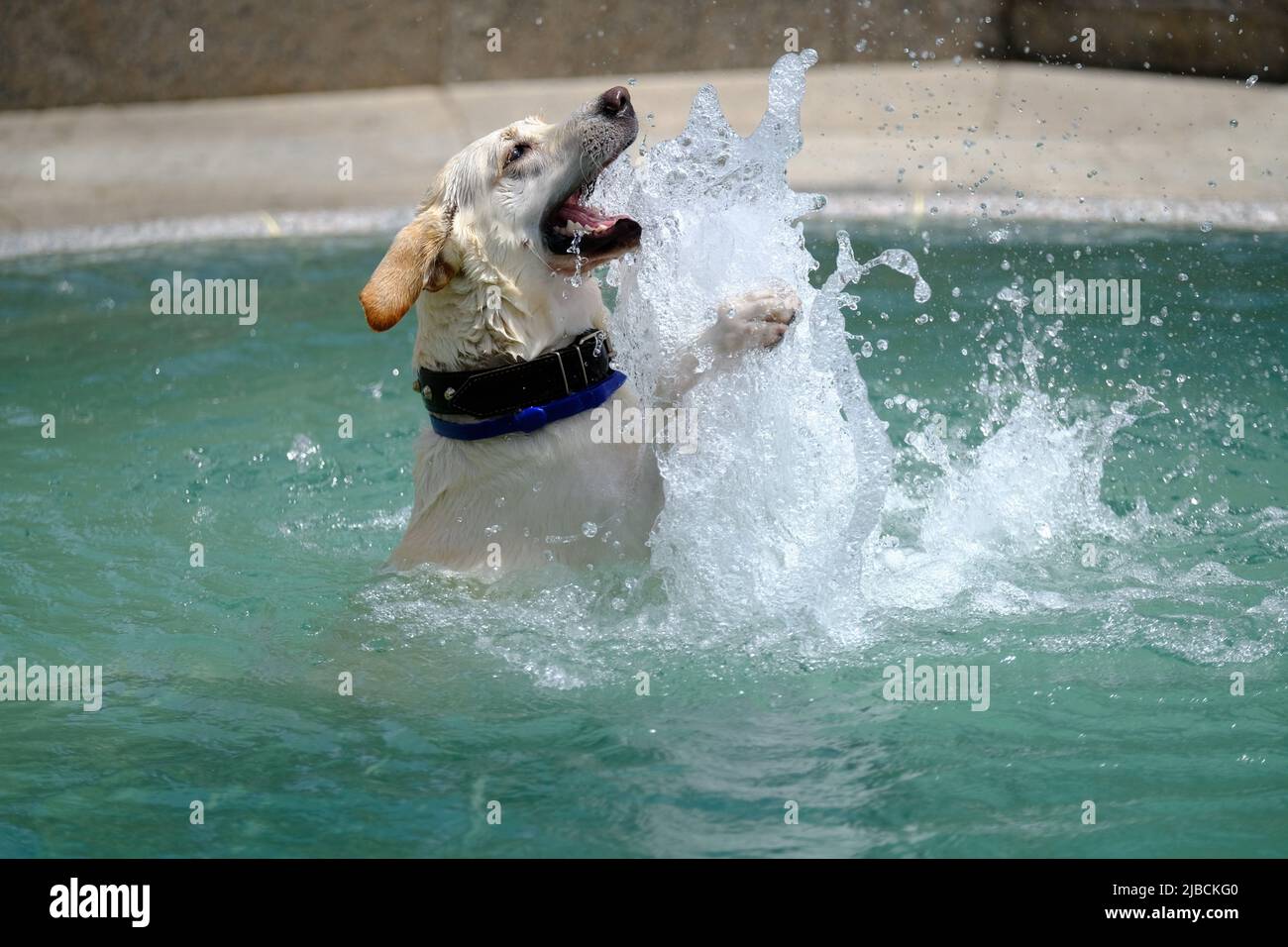 Voda dog hi-res stock photography and images - Alamy