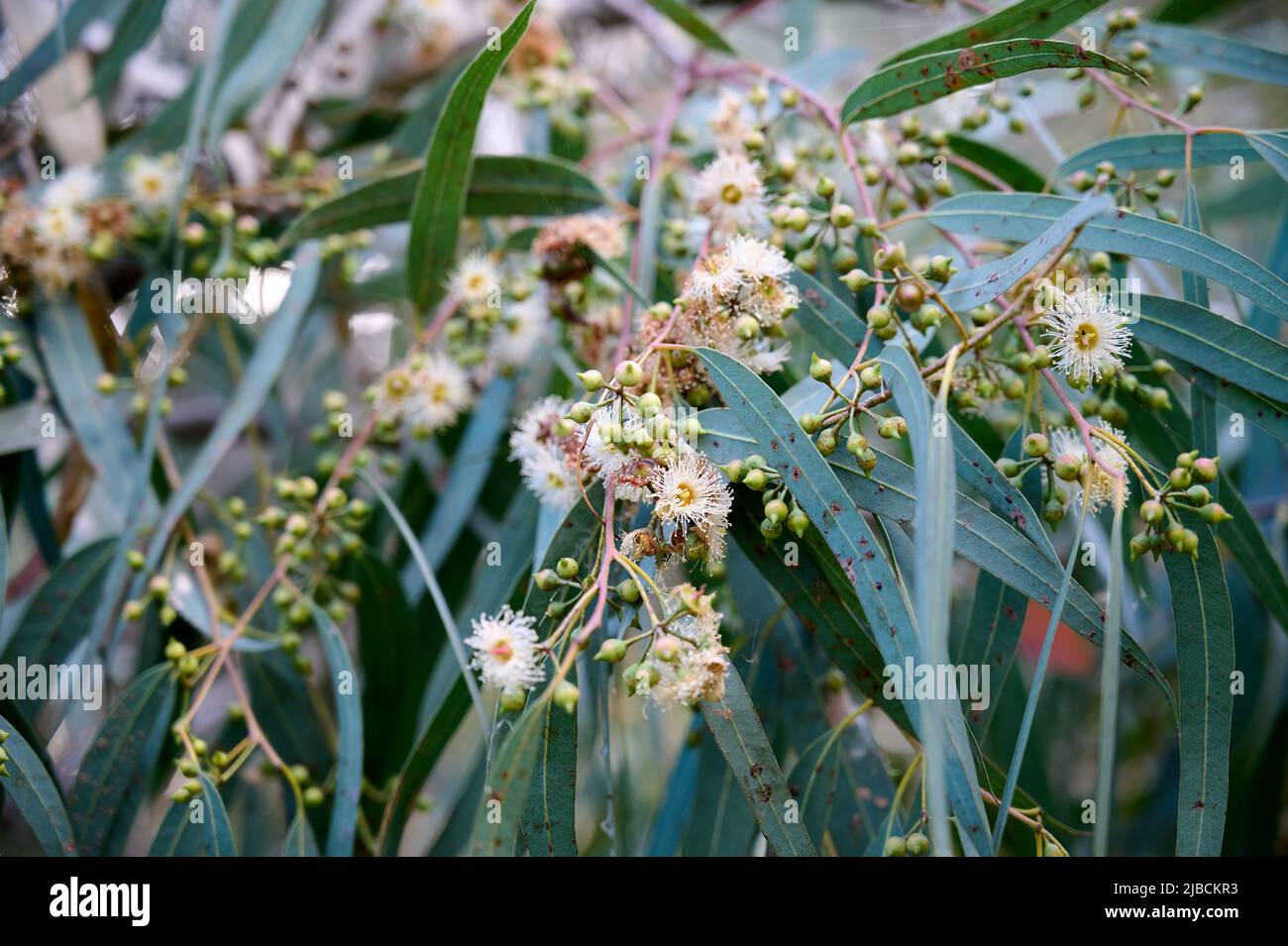 Eucalyptus diversifolia hi-res stock photography and images - Alamy