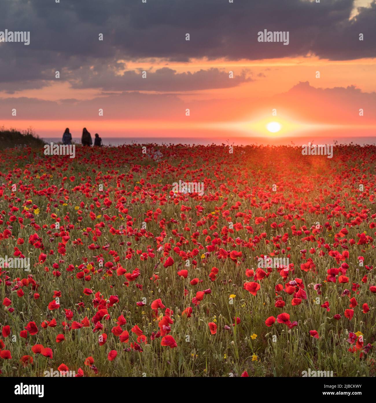 Poppy fields at sunset Stock Photo - Alamy