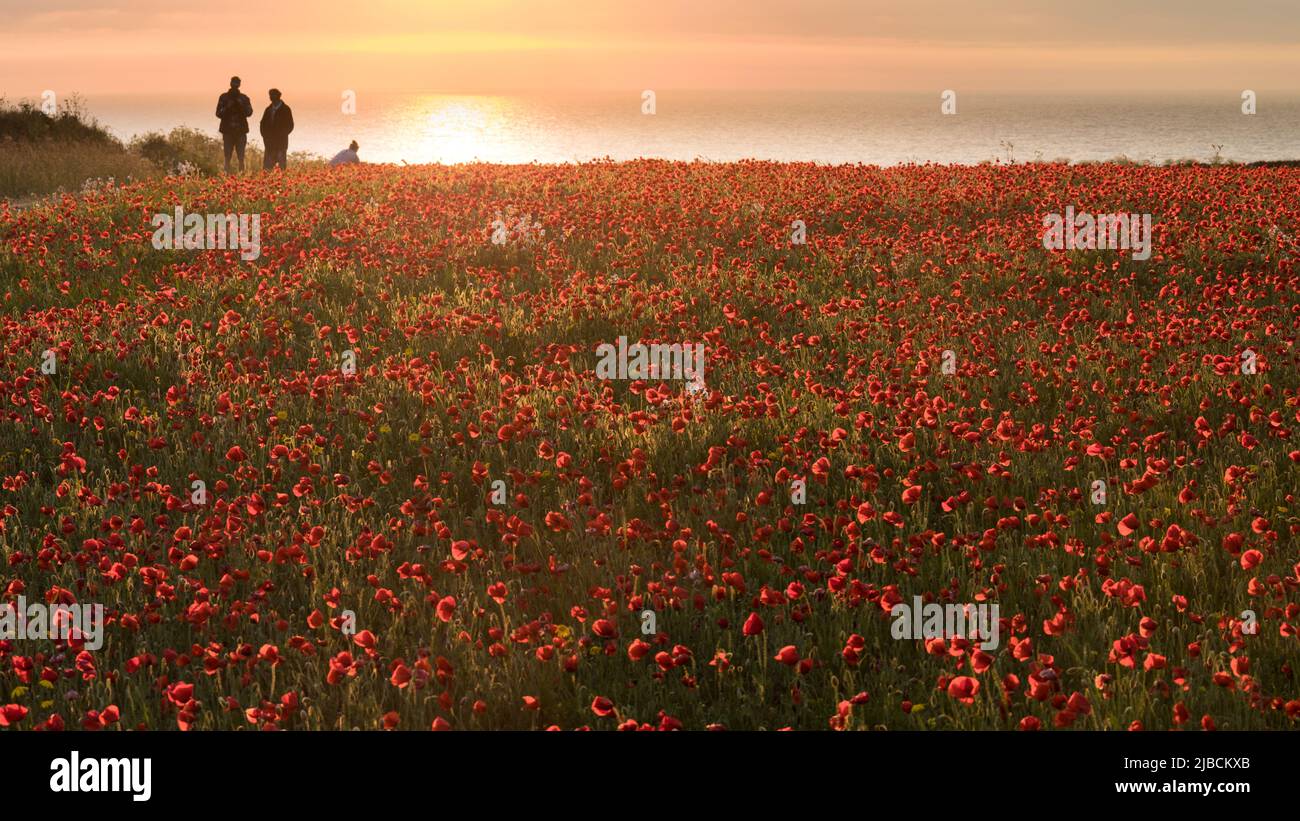 Poppy fields hi-res stock photography and images - Alamy