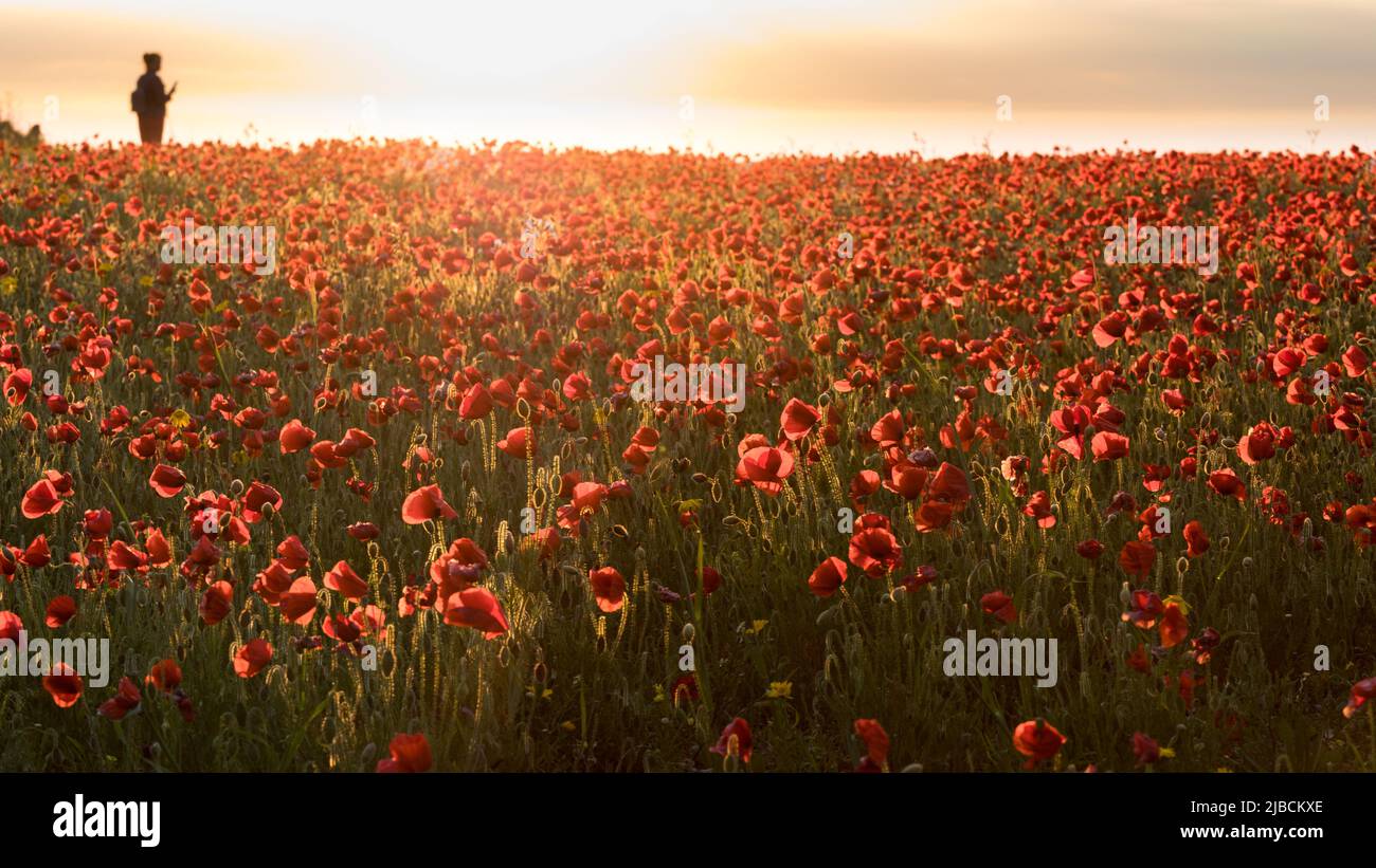 Poppy fields hi-res stock photography and images - Alamy