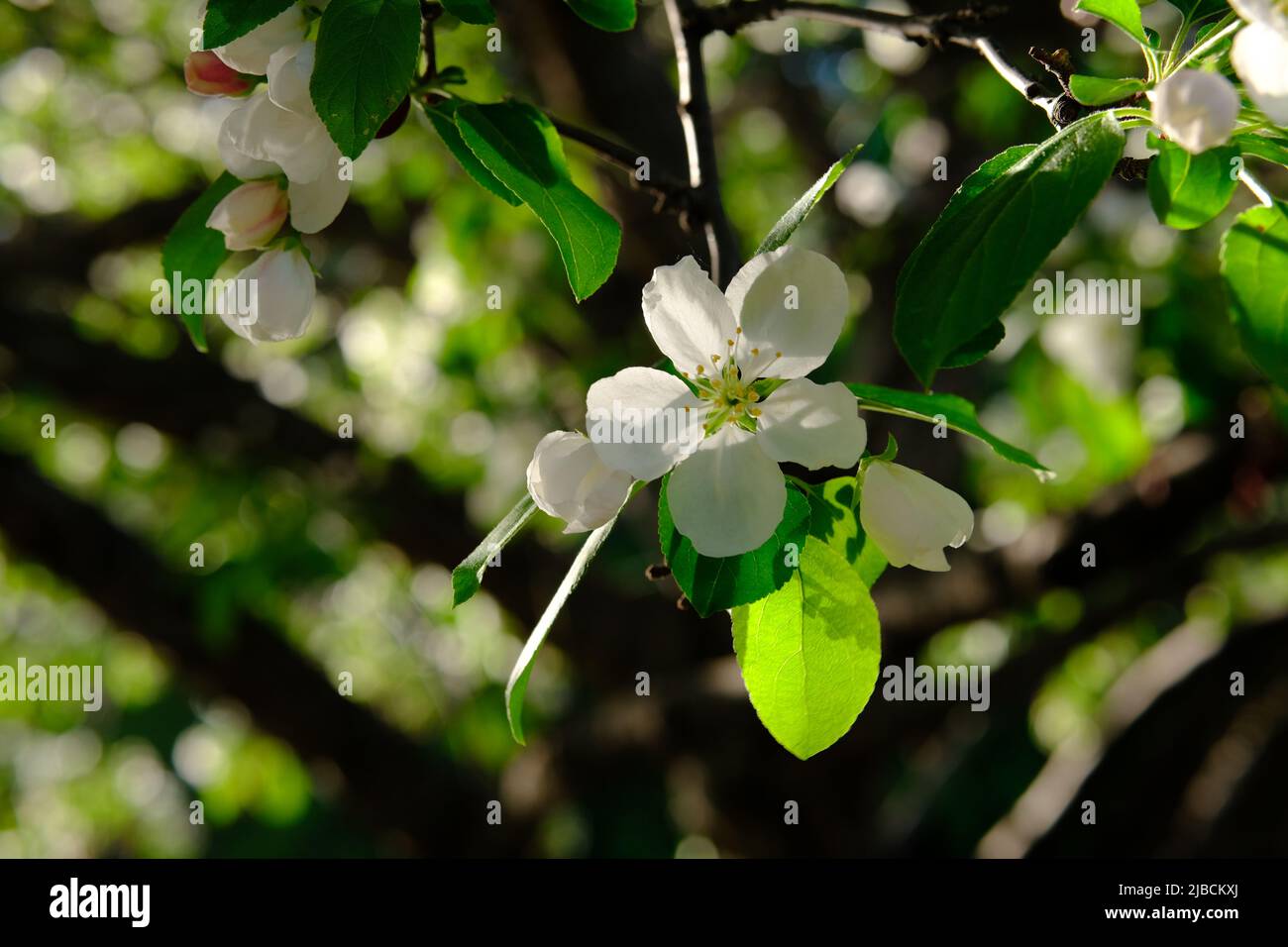 Mansano hi-res stock photography and images - Alamy