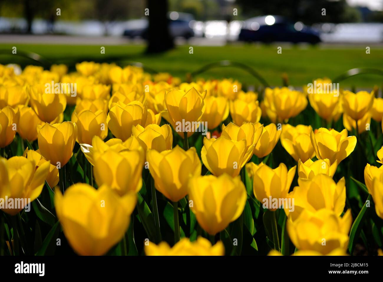 Beautiful bed of Yellow Empress tulips at the Canadian Tulip Festival ...