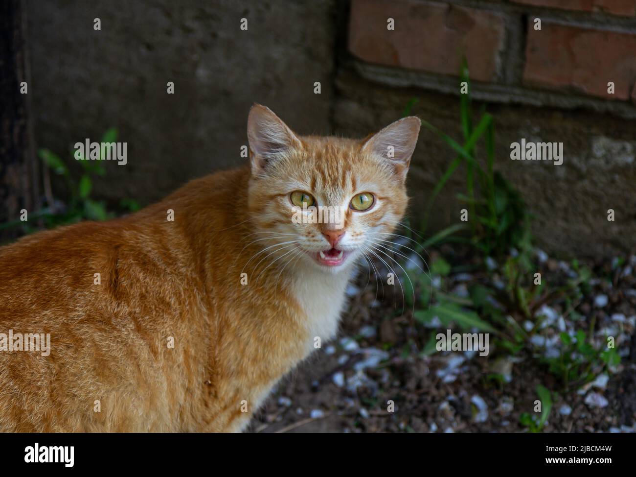 Cute red cat with green eyes walking on the street. Stray animal Stock ...