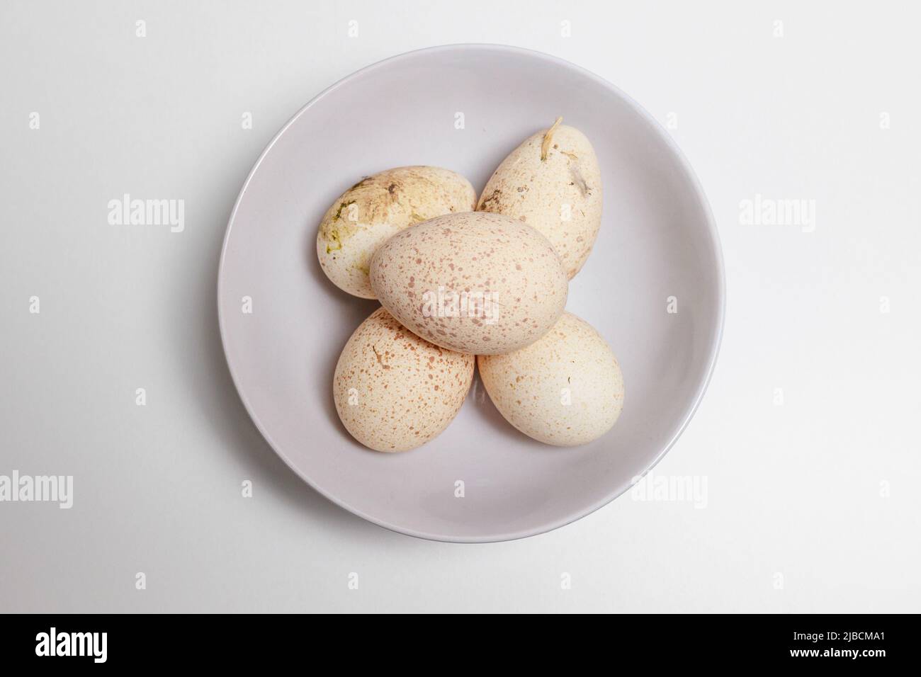 Fresh Turkey Eggs on a white background Large speckled eggs (egg shells ...