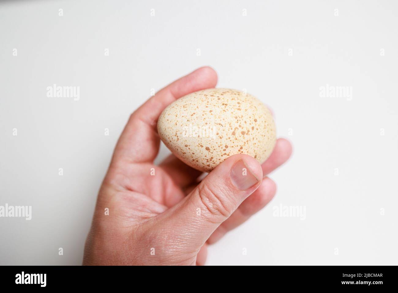 A person holding a Turkey Egg on their hand (no face) on a white ...