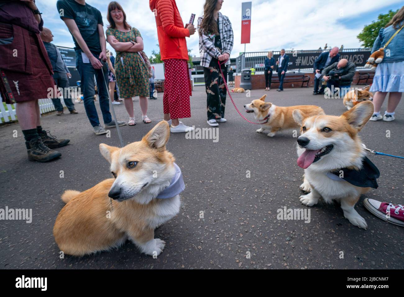 Musselburgh racecourse 2022 hi-res stock photography and images - Alamy