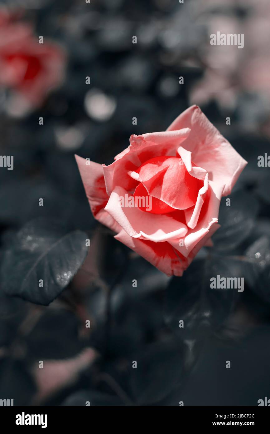 Single rose hi-res stock photography and images - Alamy