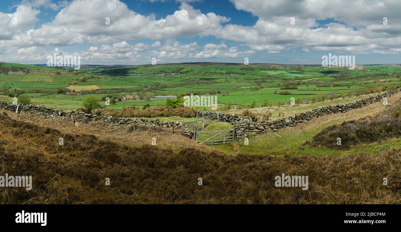 North York Moors national park with heather, dry stone wall with farm ...