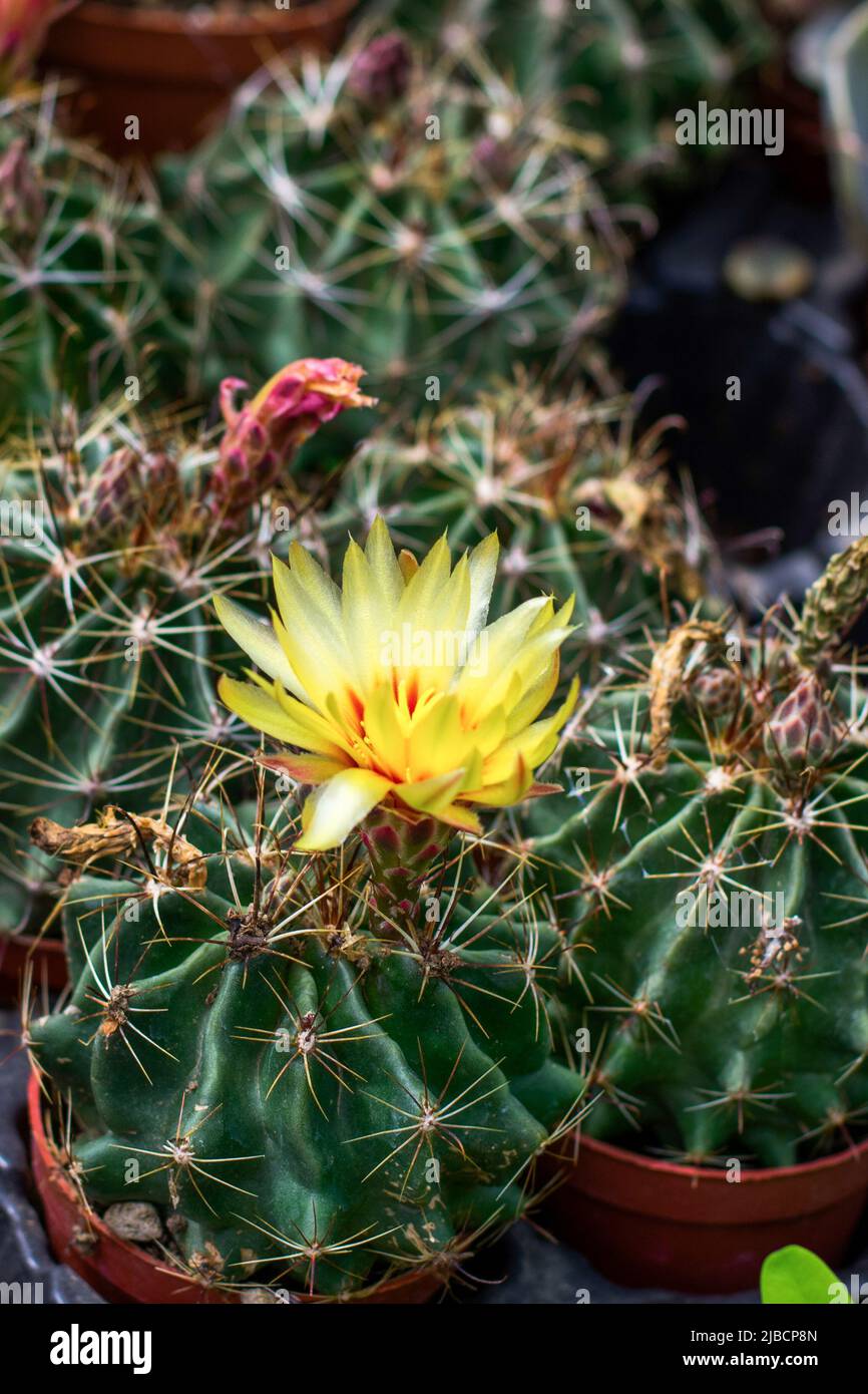 yellow flower of cactus plant Stock Photo - Alamy