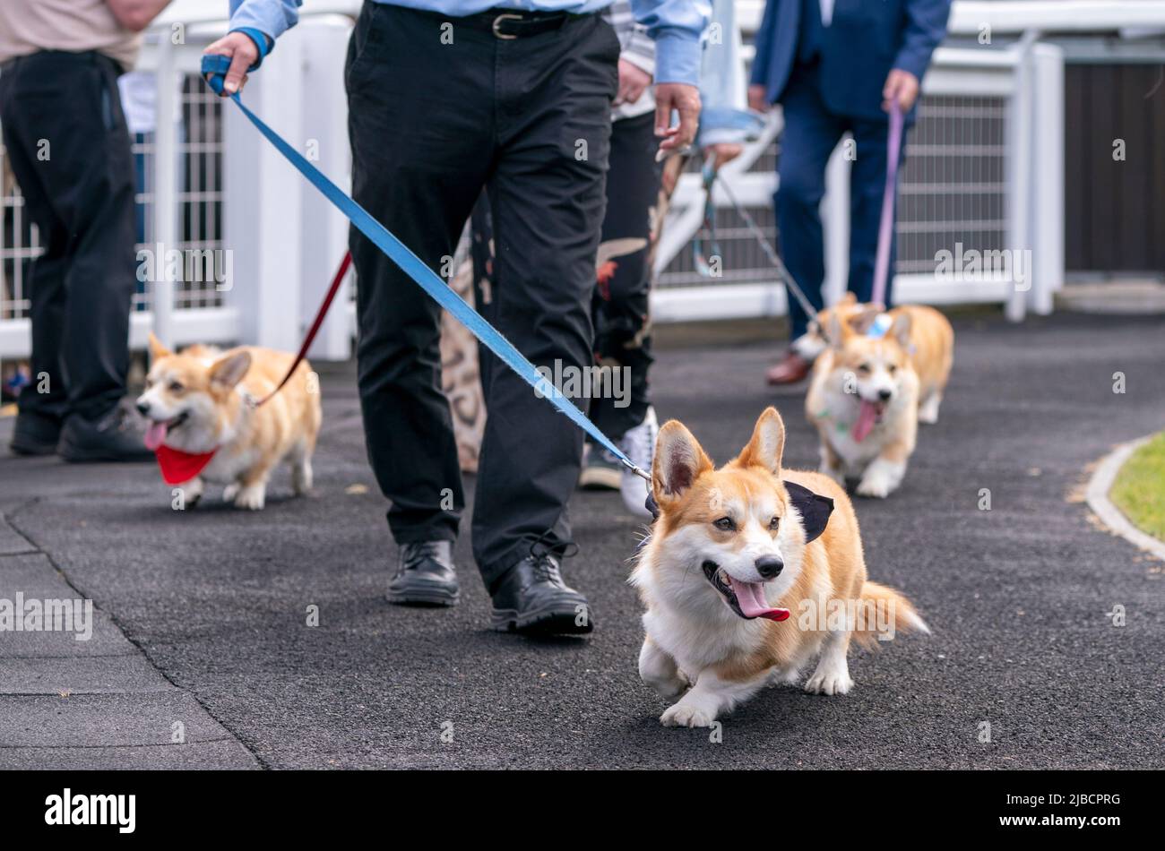 Corgi parade hi-res stock photography and images - Alamy