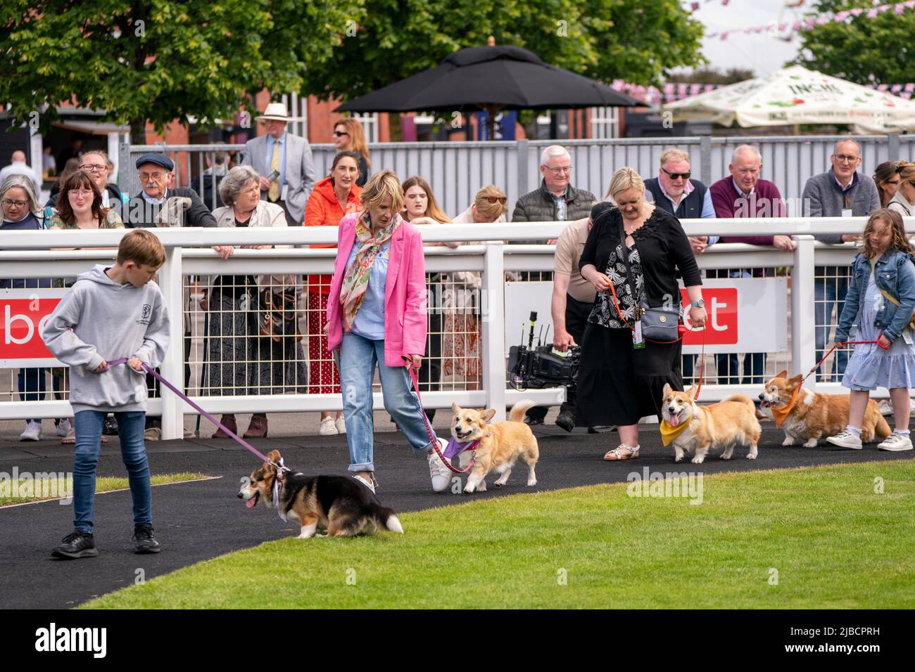 Corgi parade hi-res stock photography and images - Alamy