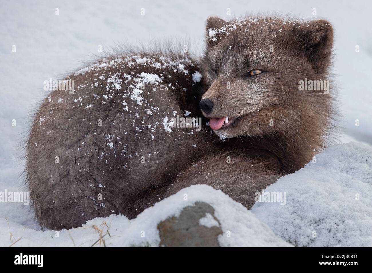 Arctic Fox enjoying the snow in Hornstrandir Nature Reserve, Iceland Stock Photo - Alamy