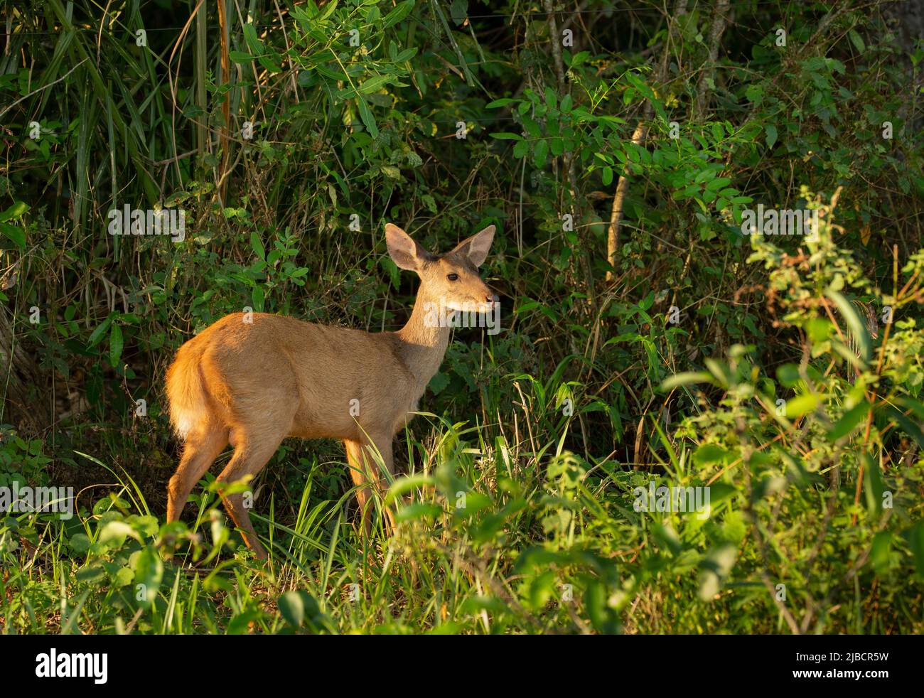 Red Brocket (Mazama americana) deer in dense foliage Stock Photo - Alamy