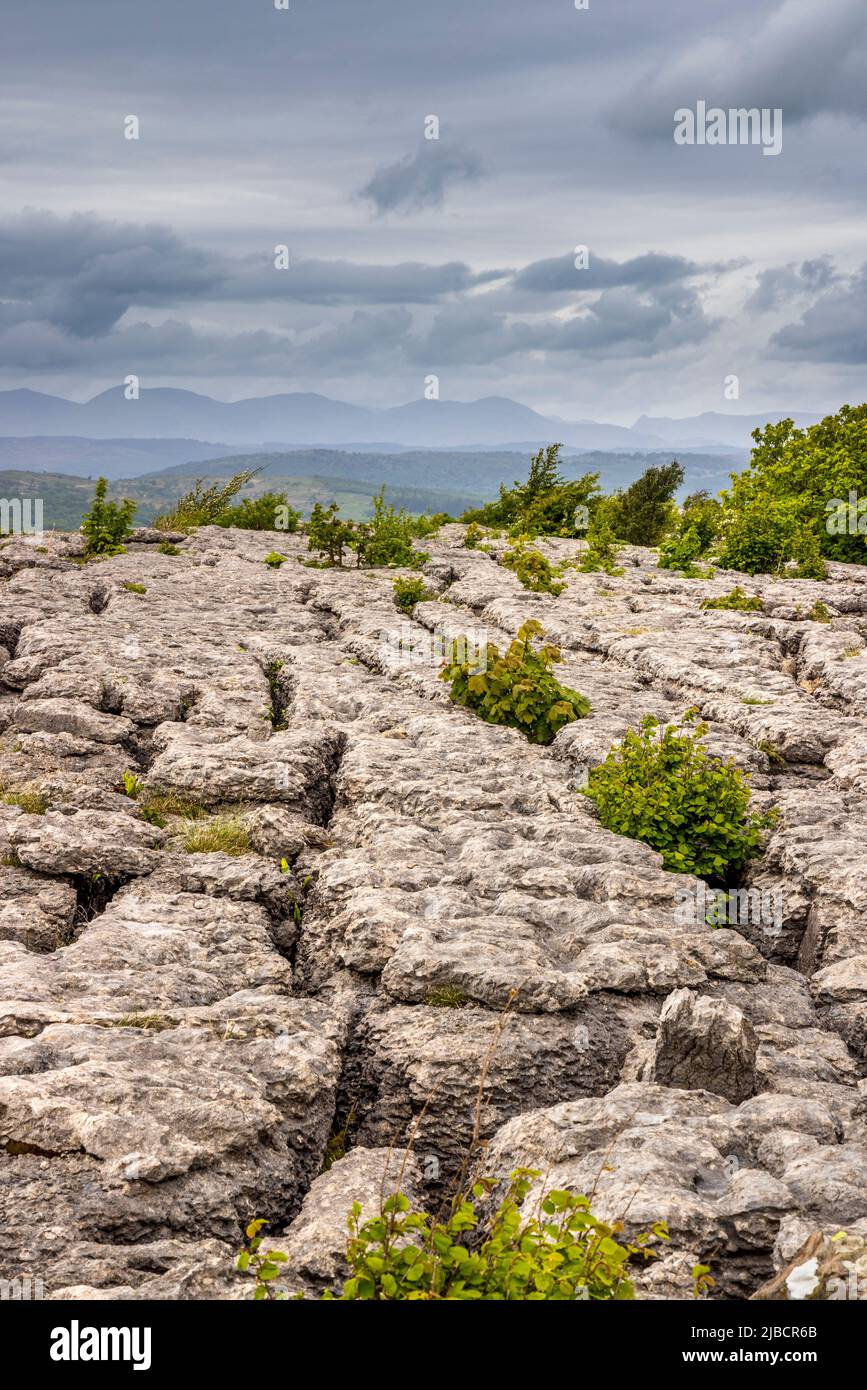 The Limestone Pavement of Hampsfell, Lake District, England Stock Photo ...