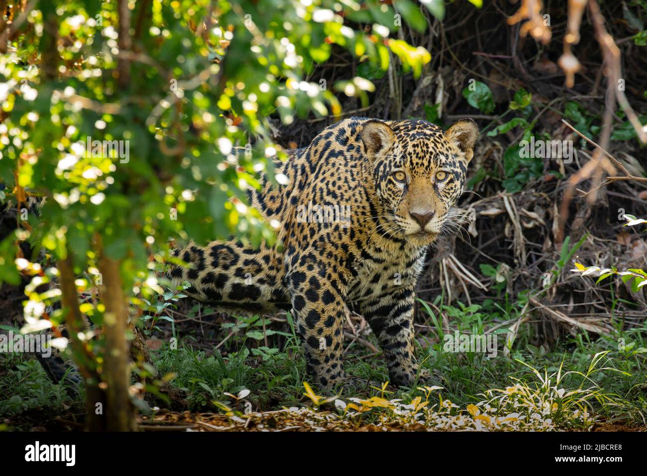 Jaguar (Panthera onca) prowling through the jungle, looking at camera ...