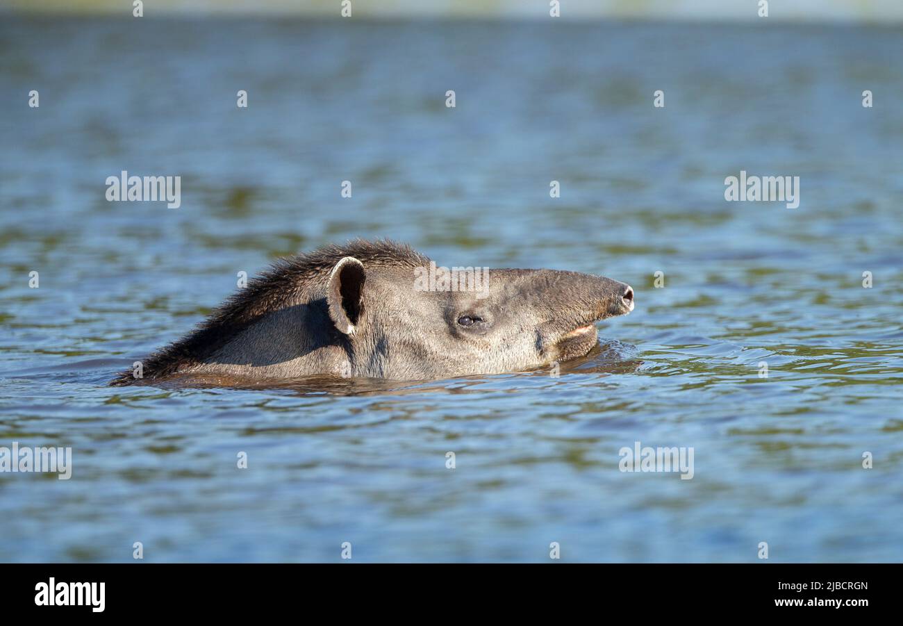 South American tapir (Tapirus terrestris), other names: Brazilian tapir ...