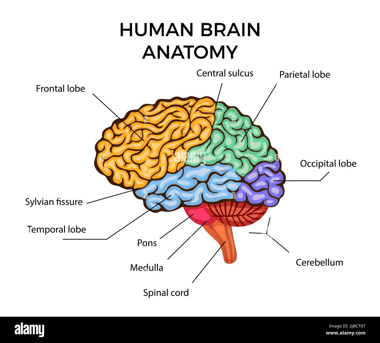Human brain anatomy infographics diagram with sections and text ... Human brain anatomy infographics diagram with sections and text ...