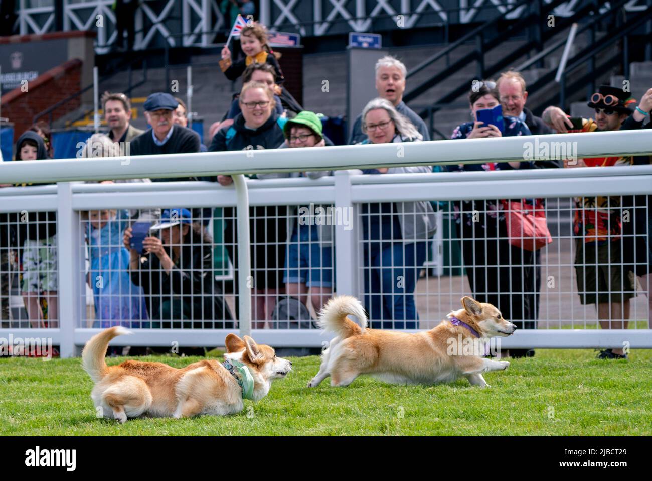 Participants take part in the first ever Corgi Derby to mark 70 years ...