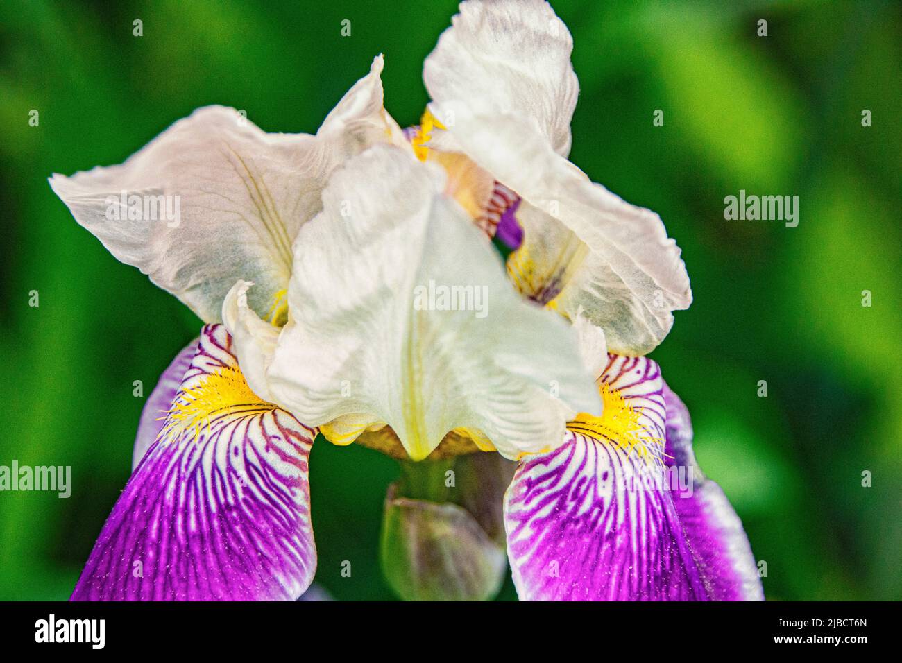 Backyard flowers at its finest Stock Photo - Alamy