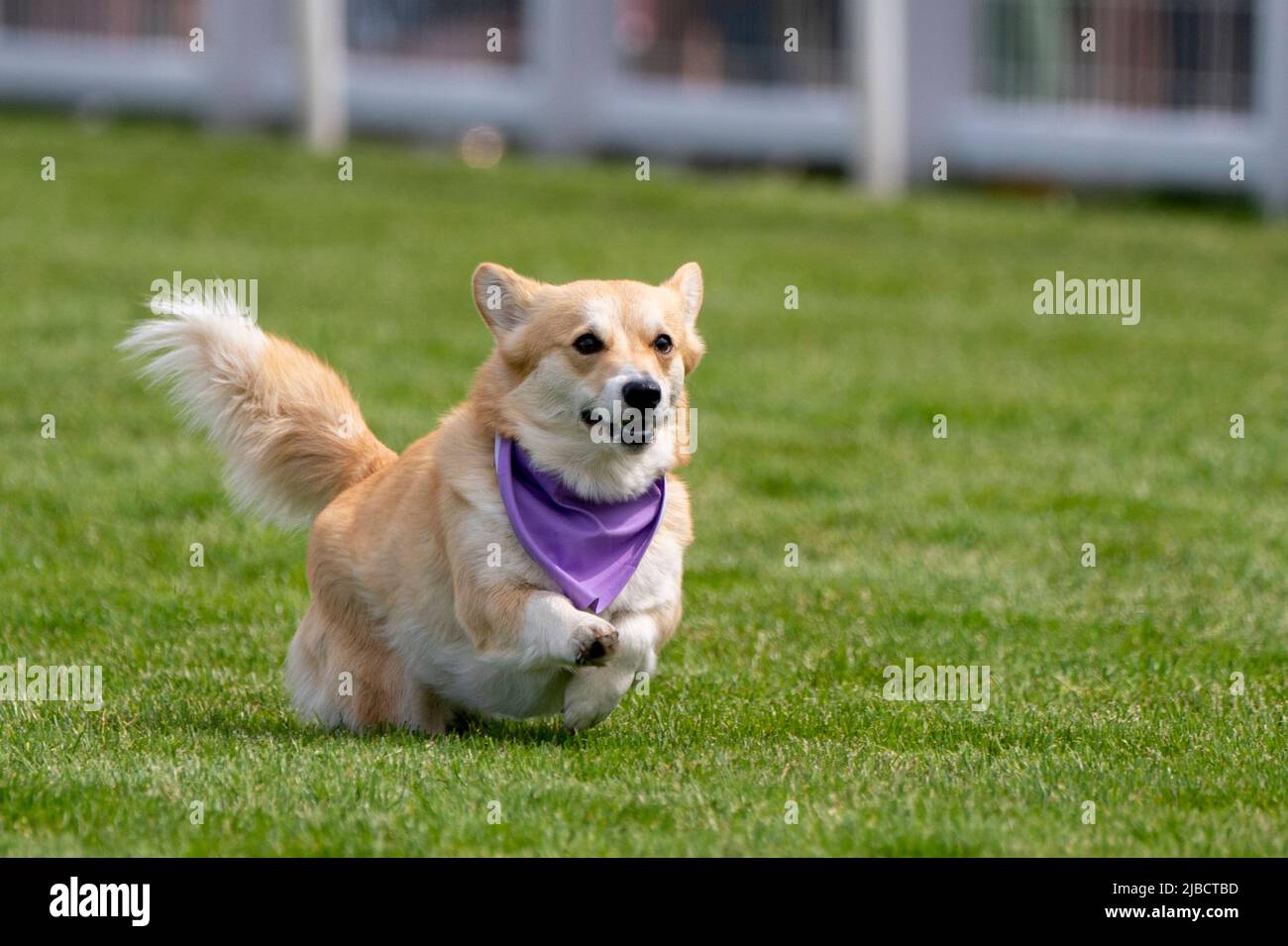 Georgie on her way to the finish line to win the first ever Corgi Derby ...