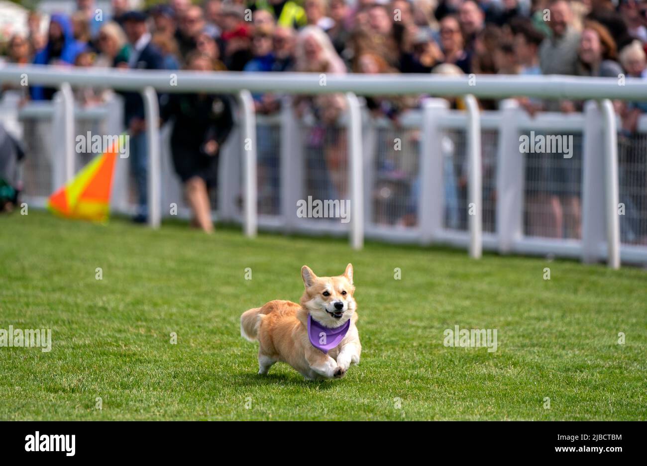 Georgie on her way to the finish line to win the first ever Corgi Derby ...