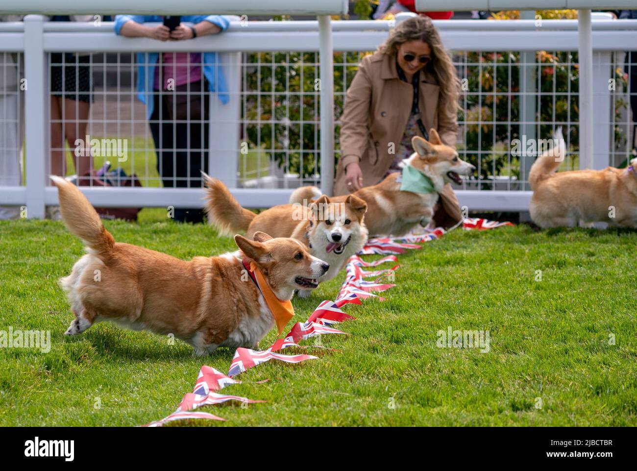 Participants cross the finish line in the first ever Corgi Derby to ...