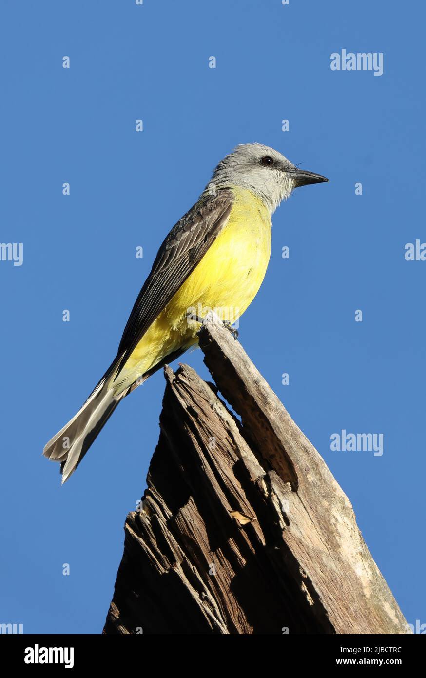 Tropical kingbird costa rica hi-res stock photography and images - Alamy