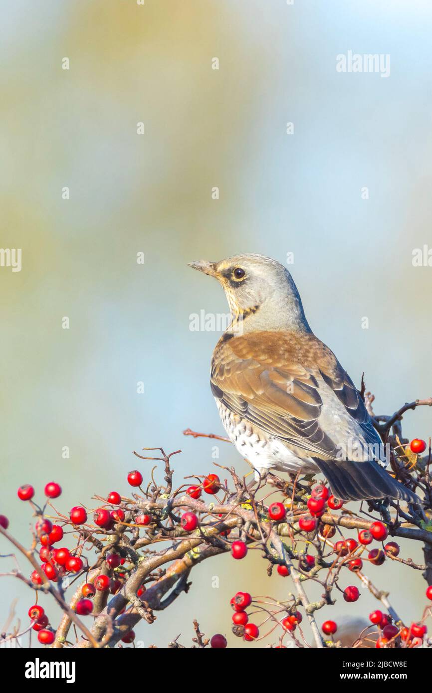 A fieldfare, Turdus pilaris, bird eating berries on a hawthorn bush ...