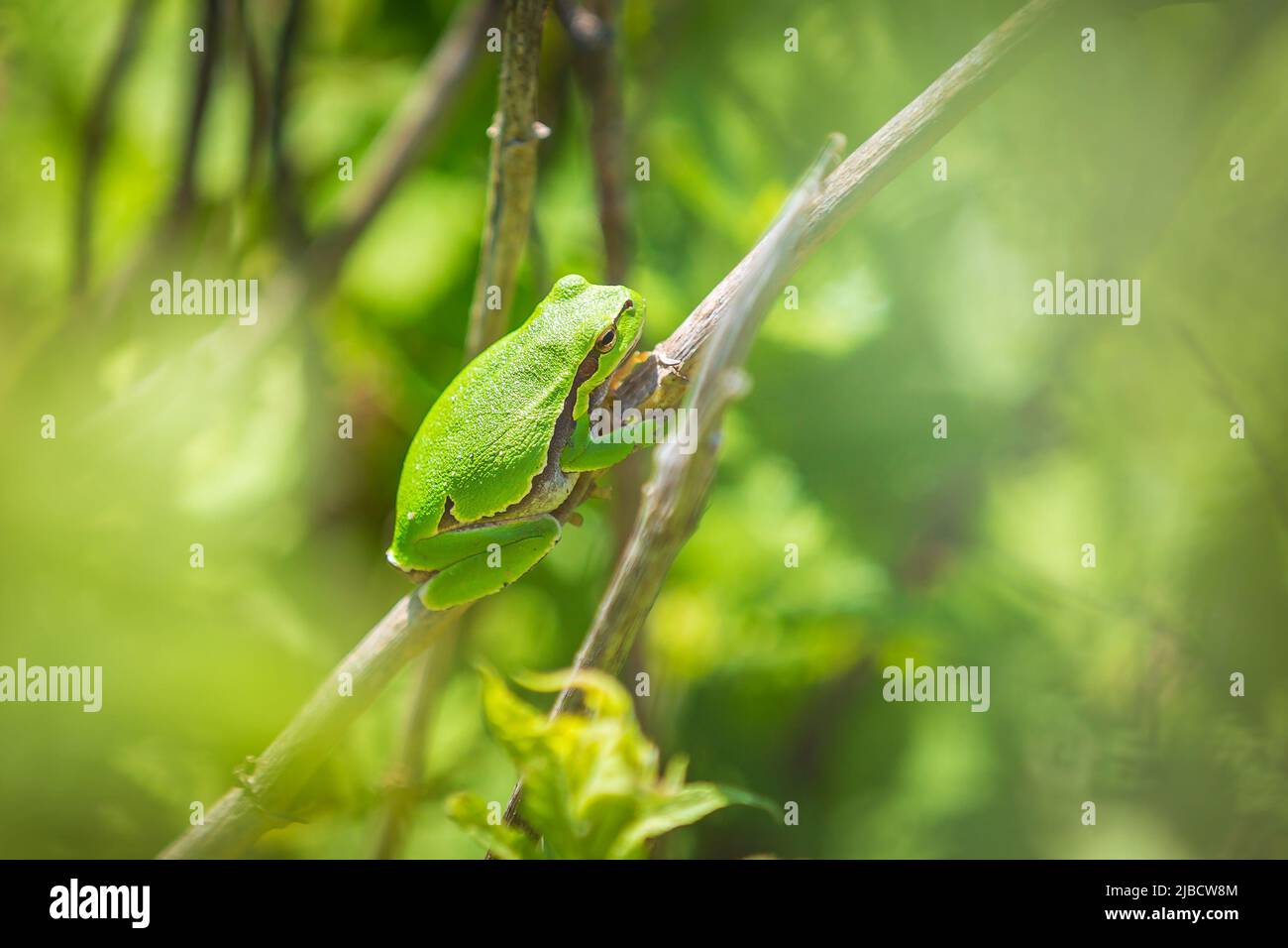 Closeup of a small European tree frog Hyla arborea, Rana arborea ...