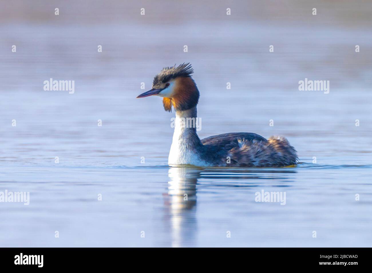 Two great crested grebes, Podiceps cristatus, mating in springtime ...