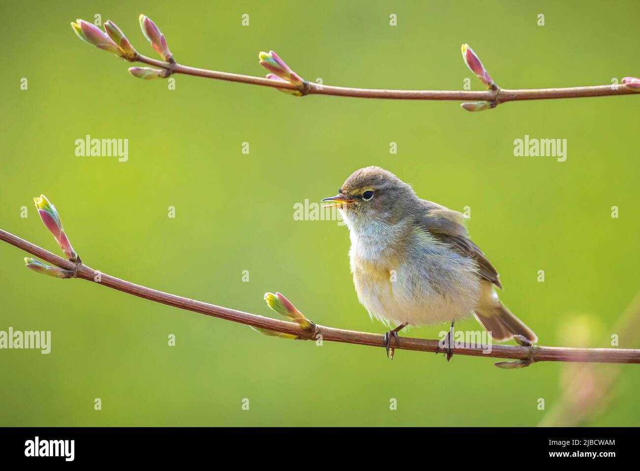 Close-up of a common chiffchaff bird Phylloscopus collybita, singing on a beautiful summer ...