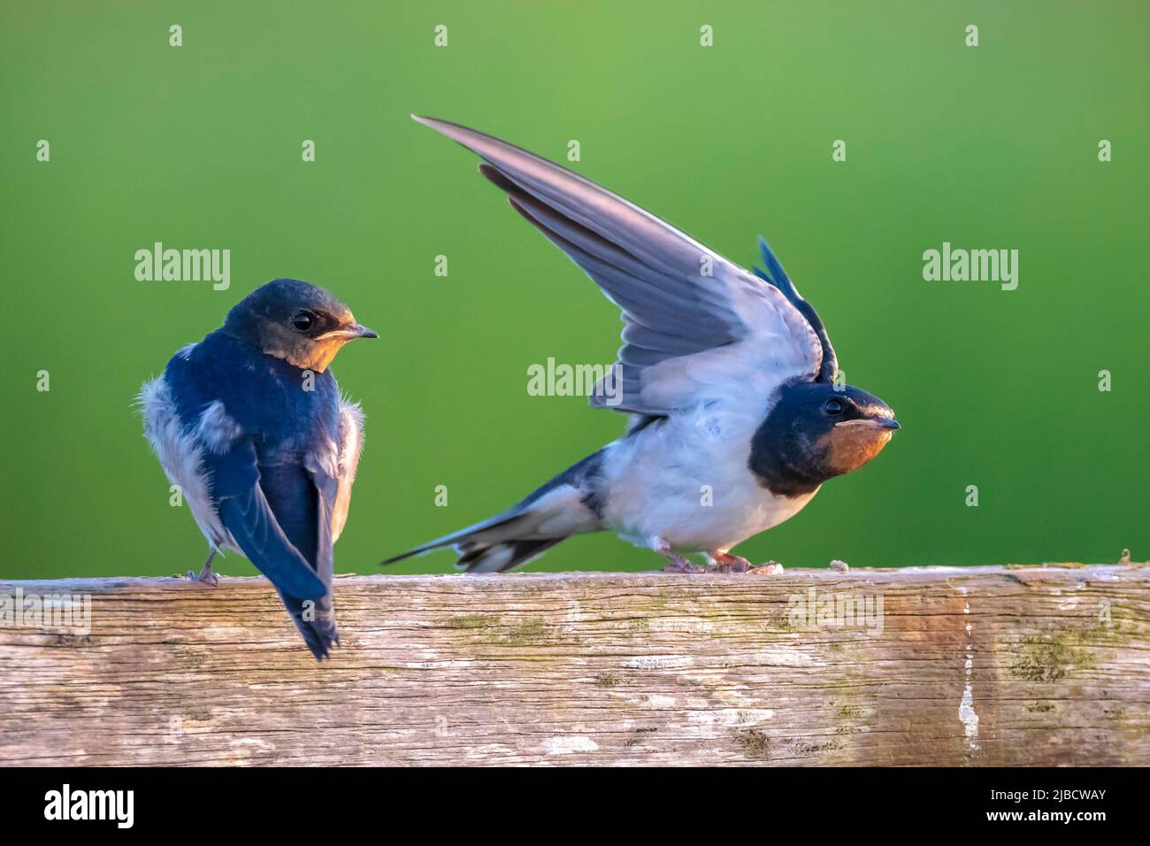 Barn swallow closeup hi-res stock photography and images - Alamy