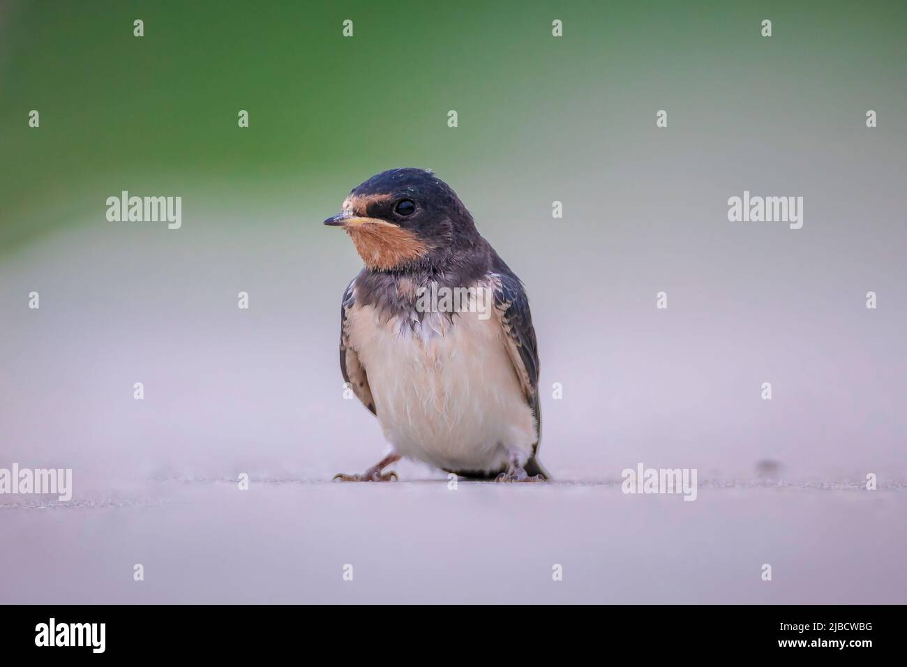 Barn Swallow, Hirundo rustica, chicks being fed.. A large group of ...