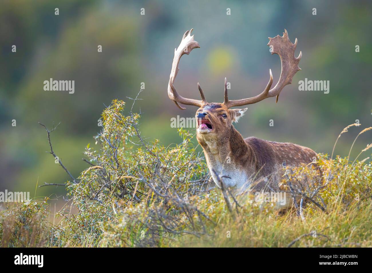 Fallow deer Dama Dama male stag with big antlers during rutting season ...