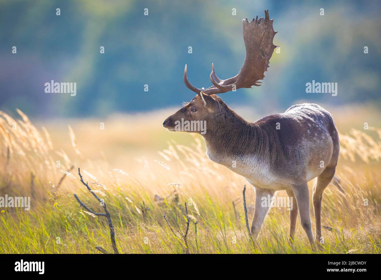 Fallow deer Dama Dama male stag with big antlers during rutting season ...