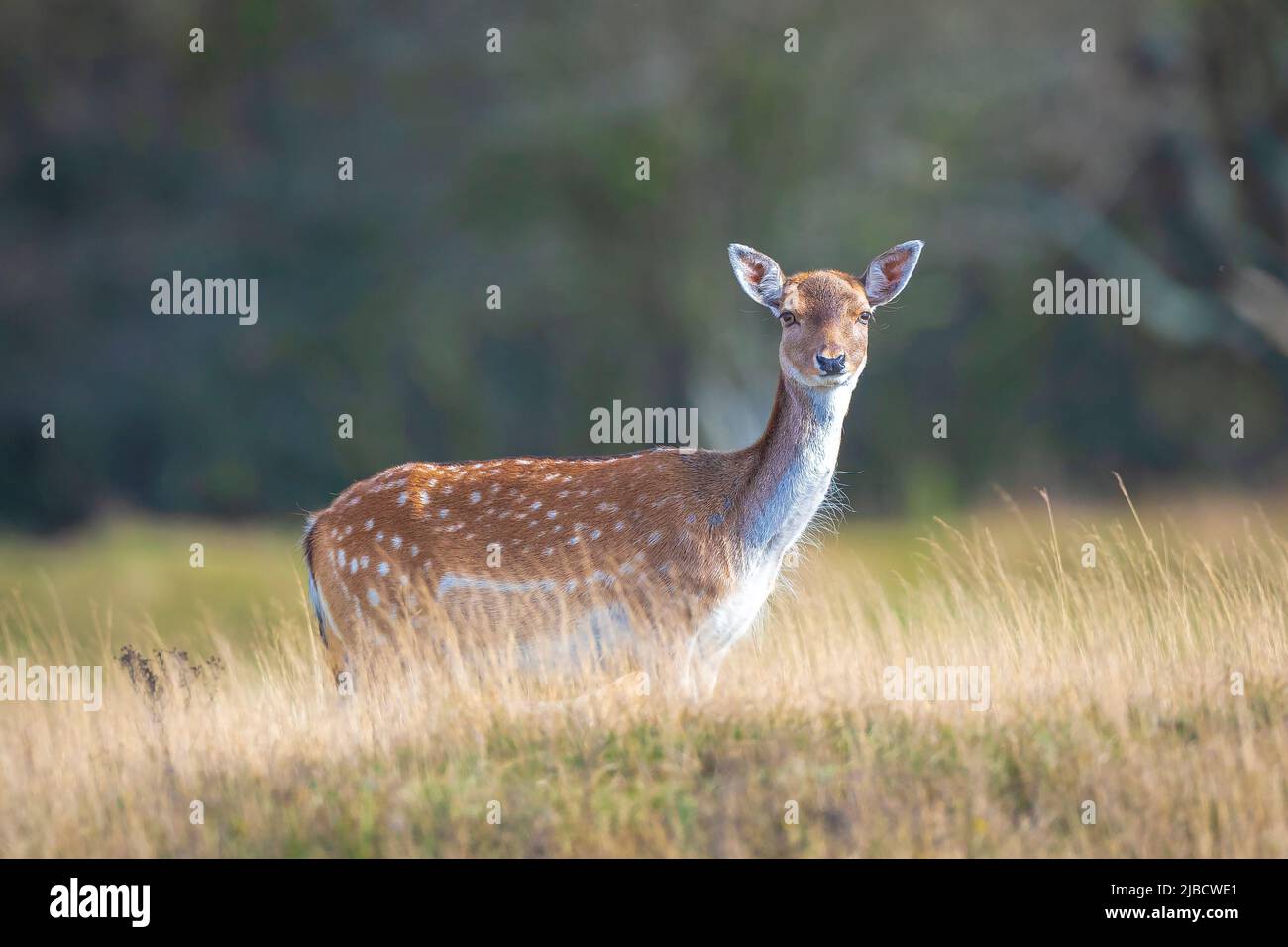 Fallow deer Dama Dama fawn in Autumn season. The Autumn fog and nature ...